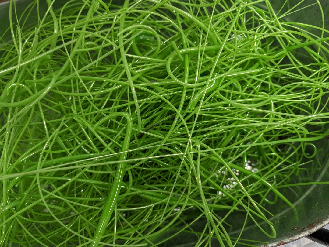 96 COE Vitrigraph Stringers Green Fused Glass Oceanside Green Mix ...