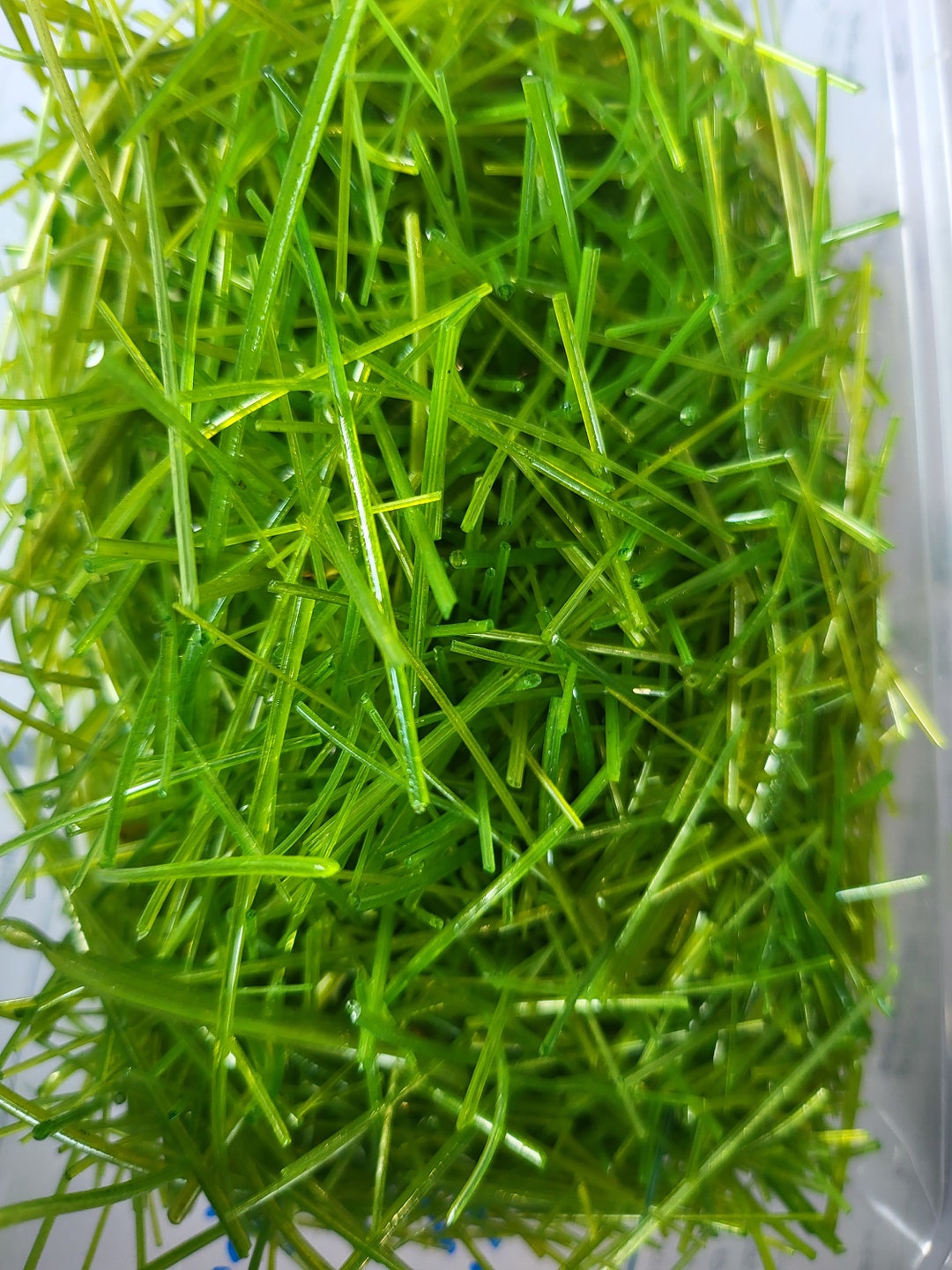 Tiny Stringers Green Vitrigraph Fused Glass 90COE Spring Green Mix With Adventurine Streaky 50 ...