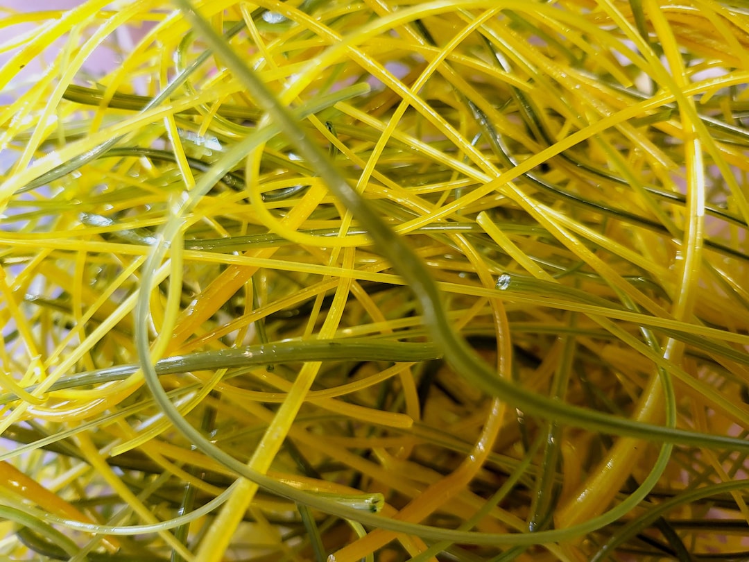 Vitrigraph Stringers Yellow & Touch of Blue Black With Dichroic 90COE ...