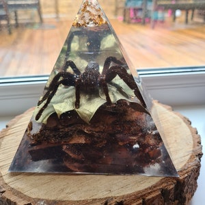 Real Tarantula Spider in Resin Pyramid Burrow, Handmade, Beautiful ...