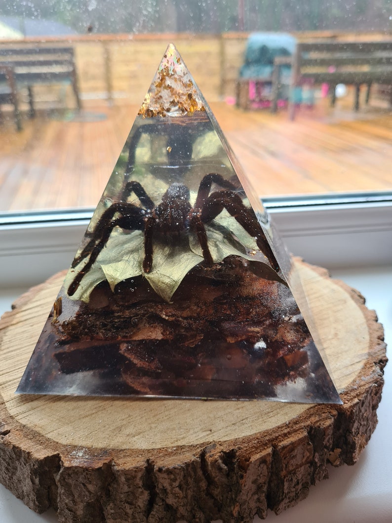 Real Tarantula Spider in Resin Pyramid Burrow Handmade - Etsy UK