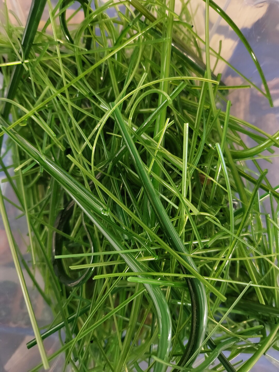 Vitrigraph Stringers Green Fused Glass 90COE Green Mix With Adventurine ...