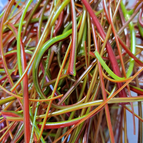 Vitrigraph Glass - Etsy