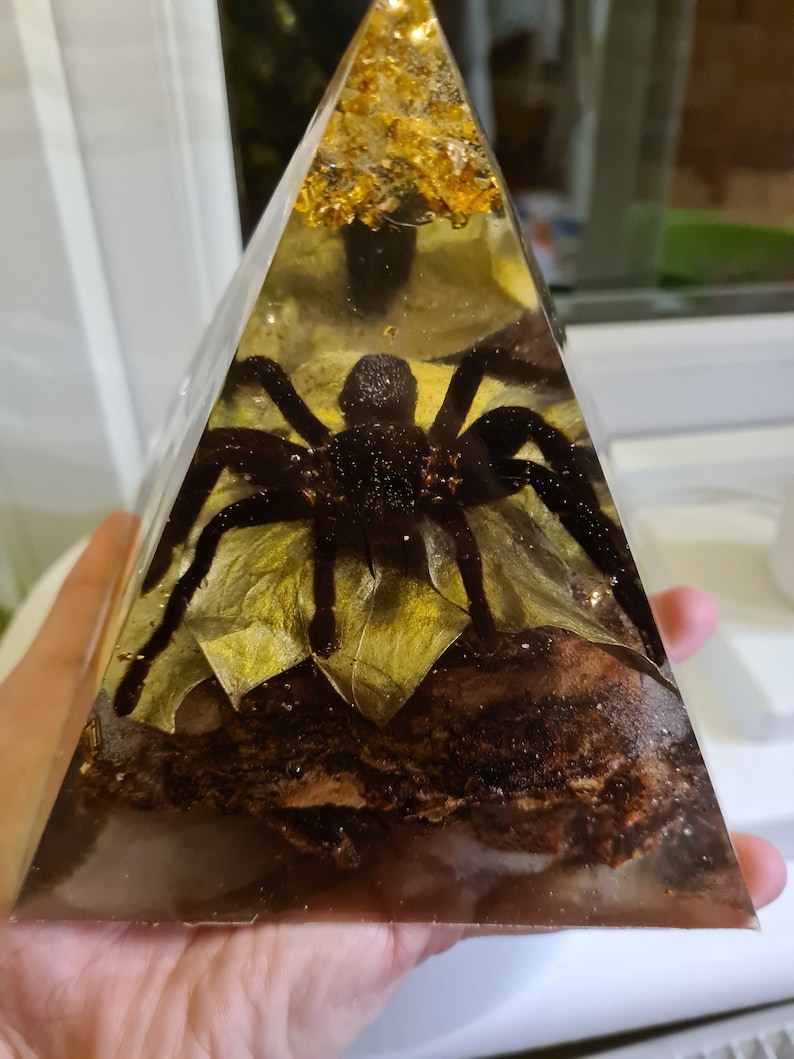Real Tarantula Spider in Resin Pyramid Burrow Handmade | Etsy