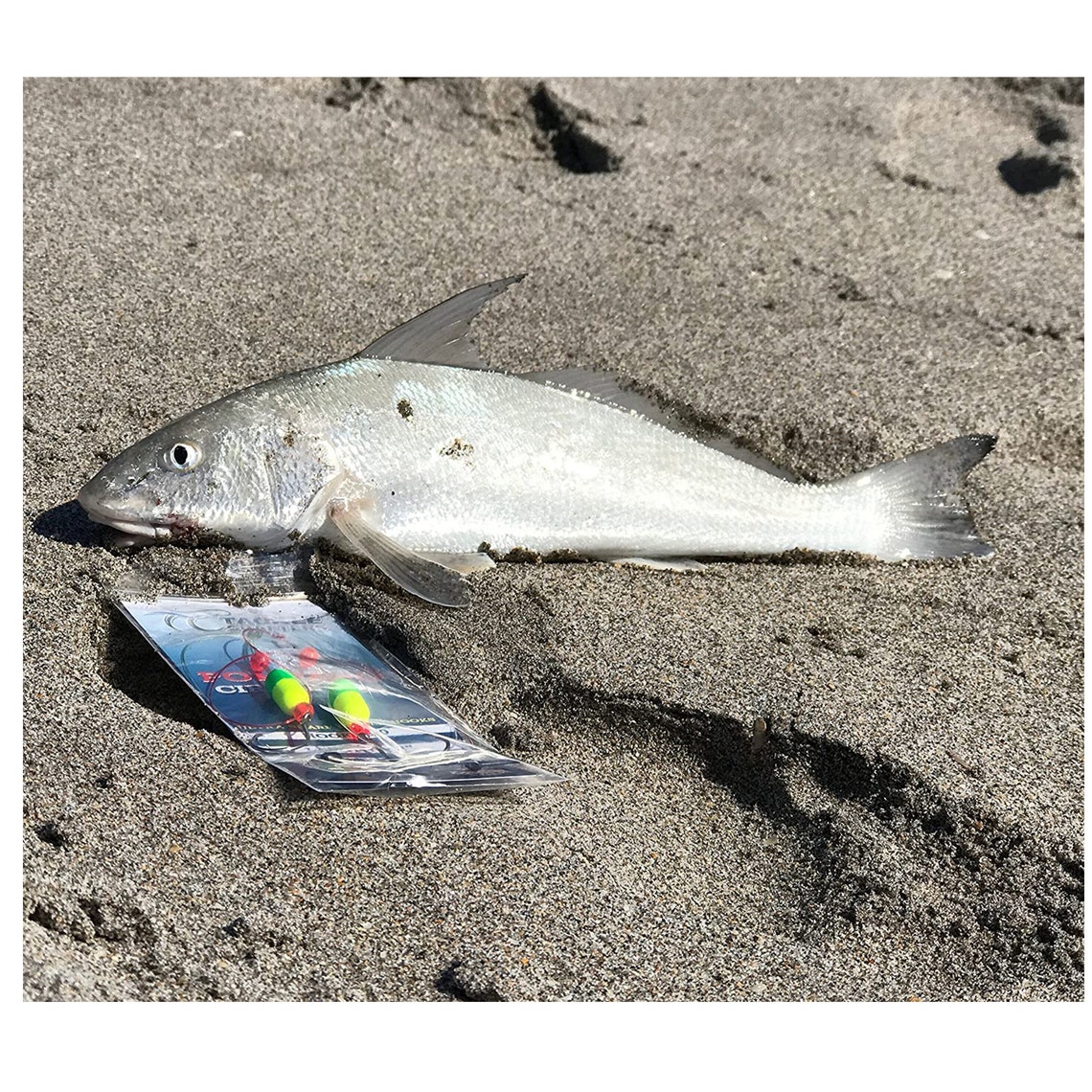 Pompano Fishing Rig 12 PACK - Fishing Gear - Fishing Tackle - Surf ...