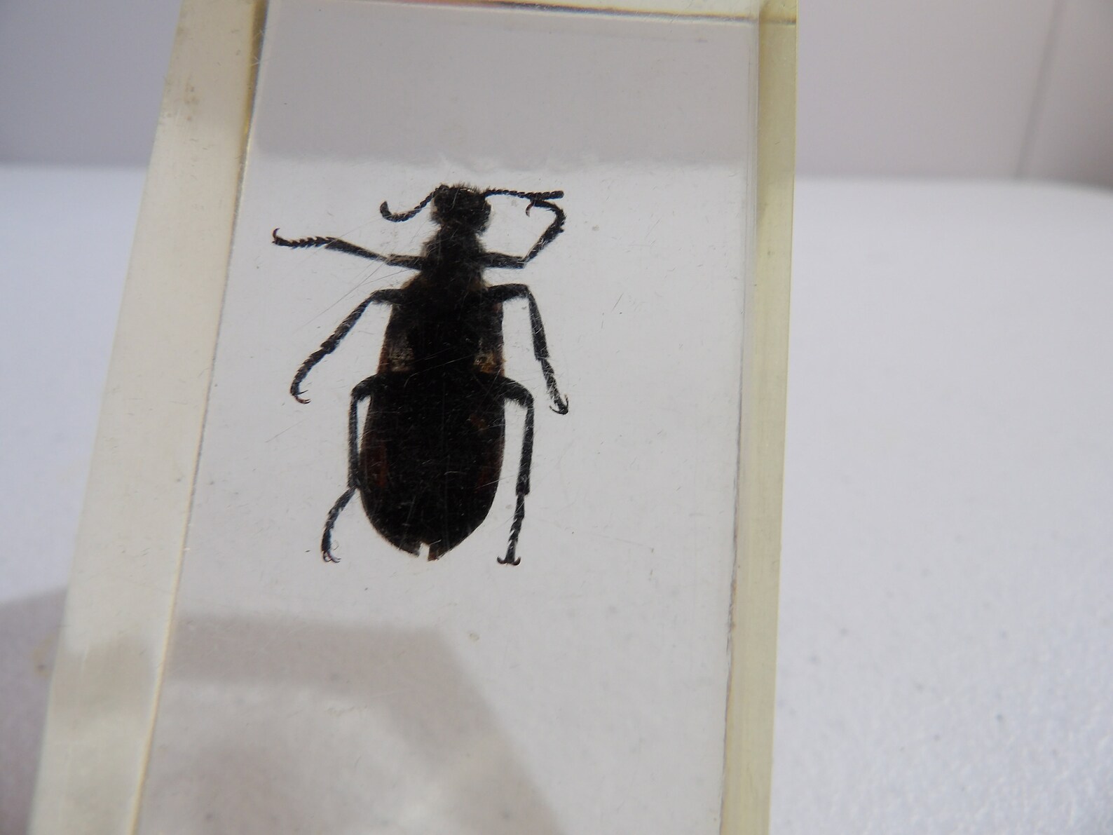 Real Stink Bug in Resin - (#B9) - Stink Bug in Lucite - Stink Bug ...