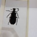 Real Stink Bug in Resin - (#B9) - Stink Bug in Lucite - Stink Bug ...