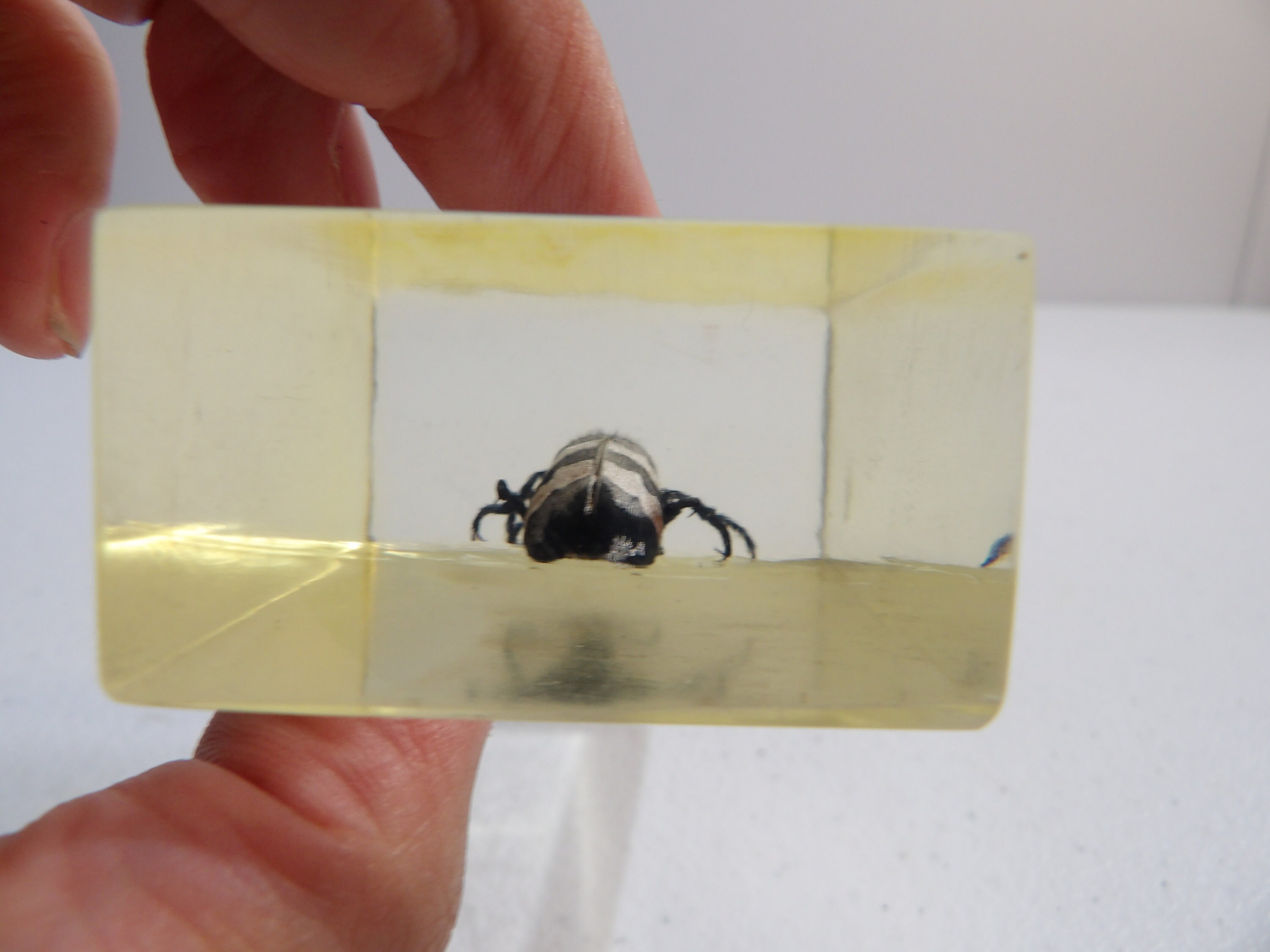 Real Stink Bug in Resin - (#B9) - Stink Bug in Lucite - Stink Bug ...