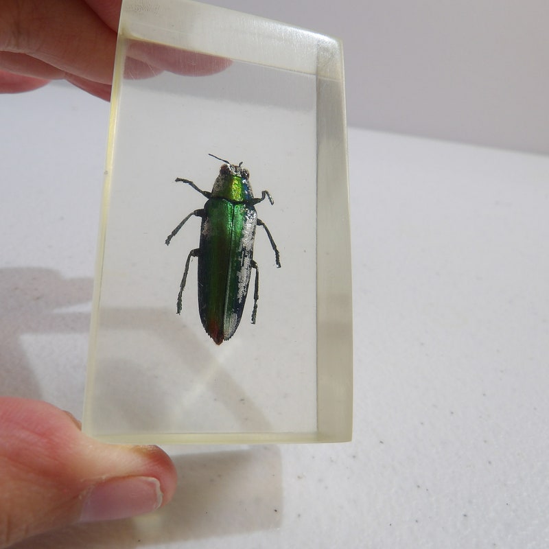 Beetle Specimens - Etsy