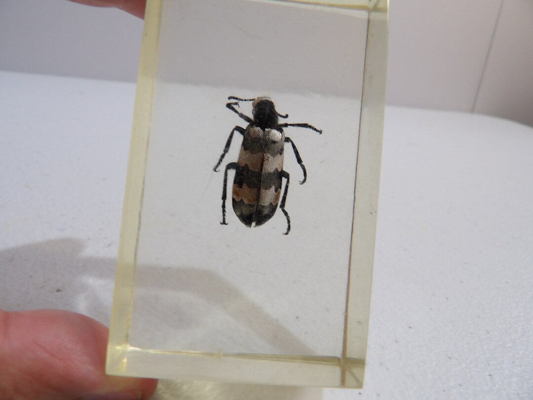 Real Stink Bug in Resin - (#B9) - Stink Bug in Lucite - Stink Bug ...