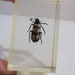 Real Stink Bug in Resin - (#B9) - Stink Bug in Lucite - Stink Bug ...