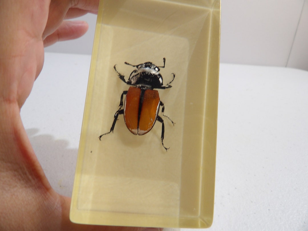 Vintage Beetle in Resin - 1950s - Beetle Specimen in Resin - Beetle in ...