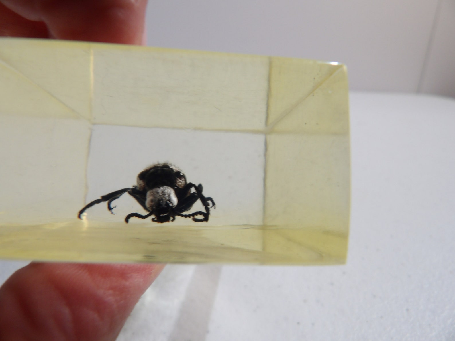 Real Stink Bug in Resin - (#B9) - Stink Bug in Lucite - Stink Bug ...