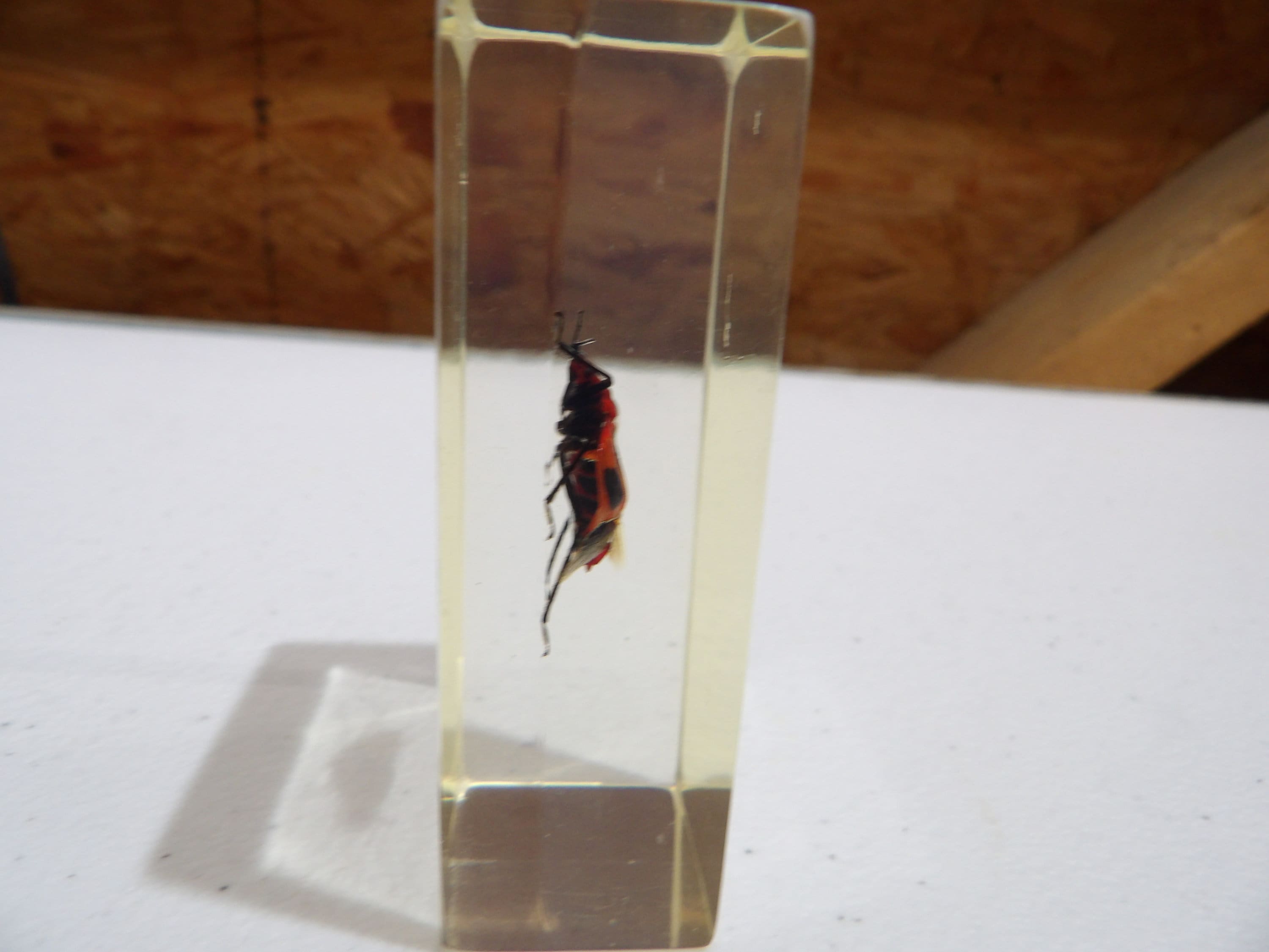 Japanese Shield Bug Shield Bug in Resin Bug in Resin - Etsy