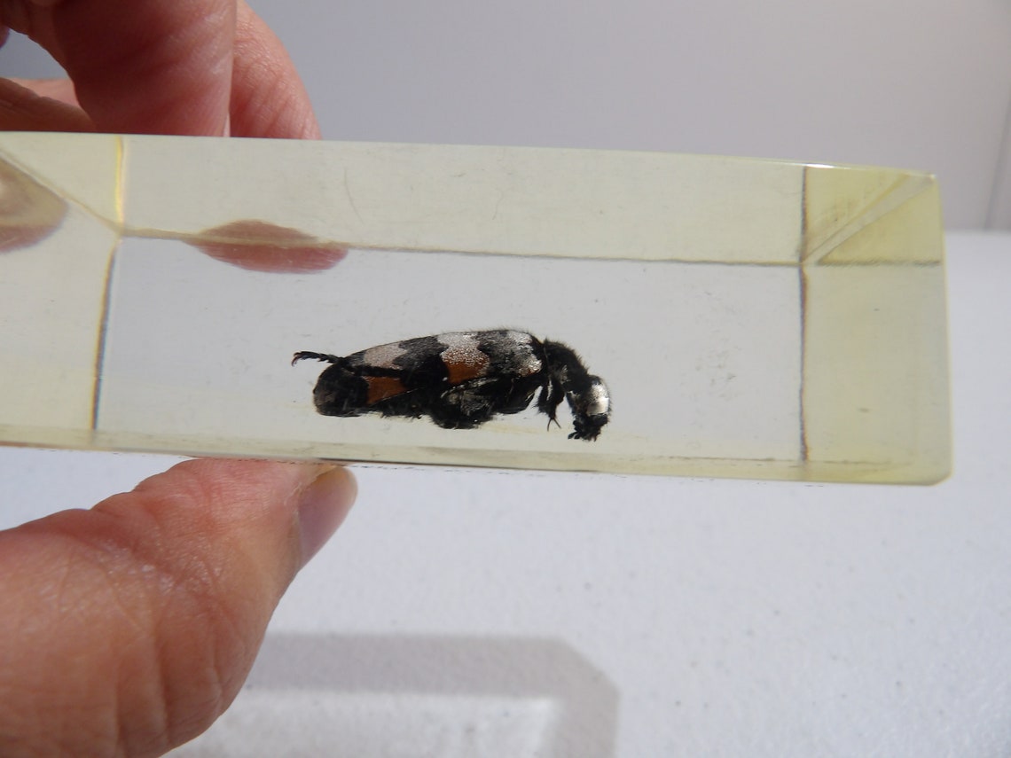 Real Stink Bug in Resin - (#B9) - Stink Bug in Lucite - Stink Bug ...