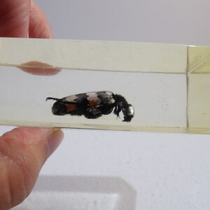 Real Stink Bug in Resin - (#B9) - Stink Bug in Lucite - Stink Bug ...