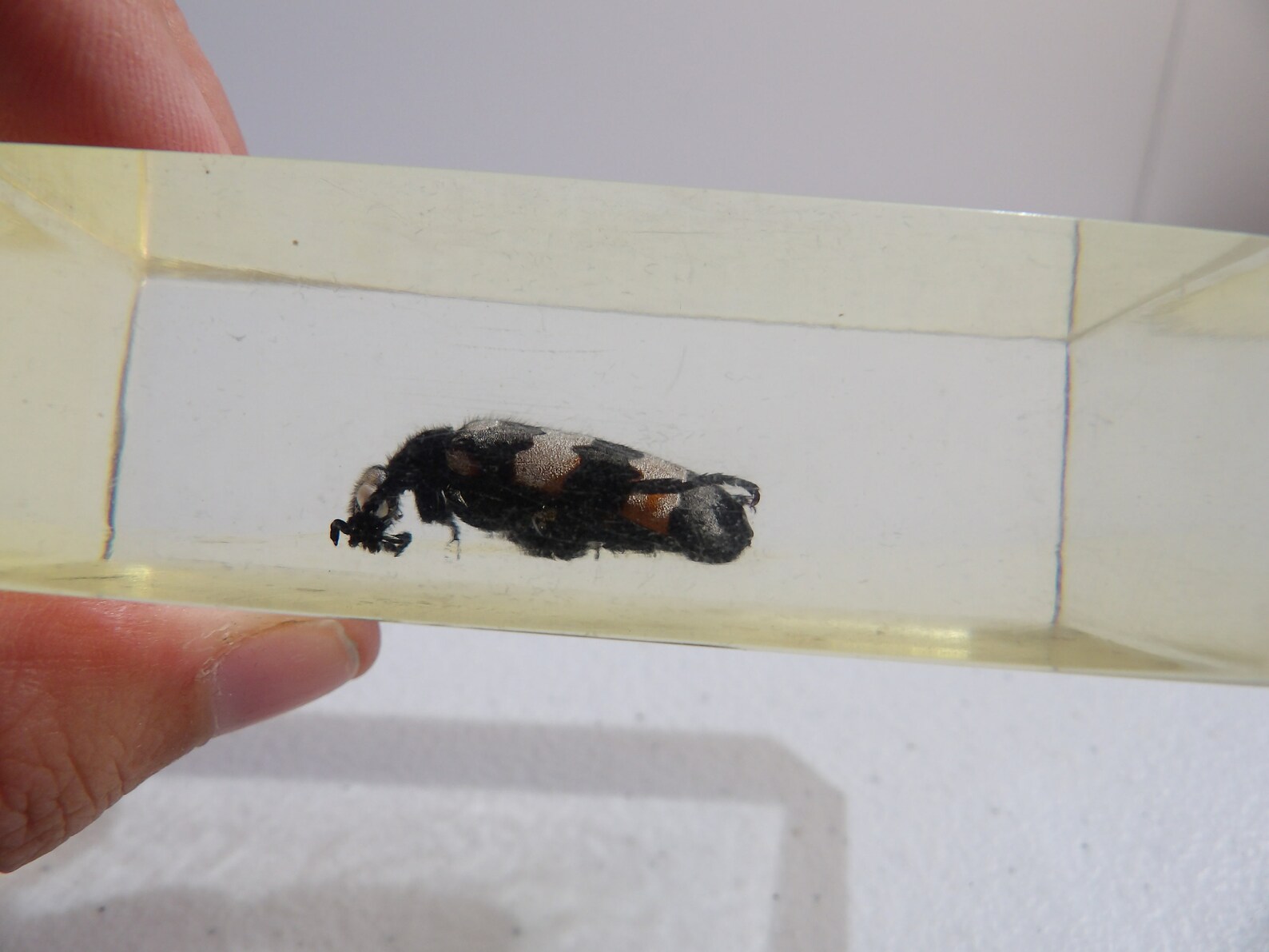 Real Stink Bug in Resin - (#B9) - Stink Bug in Lucite - Stink Bug ...