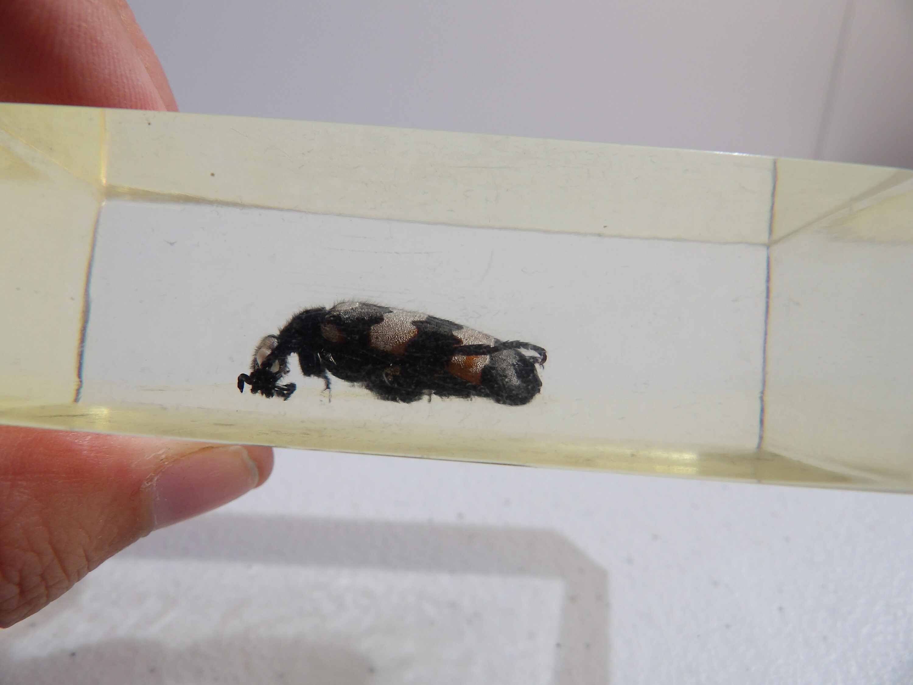 Real Stink Bug in Resin - (#B9) - Stink Bug in Lucite - Stink Bug ...