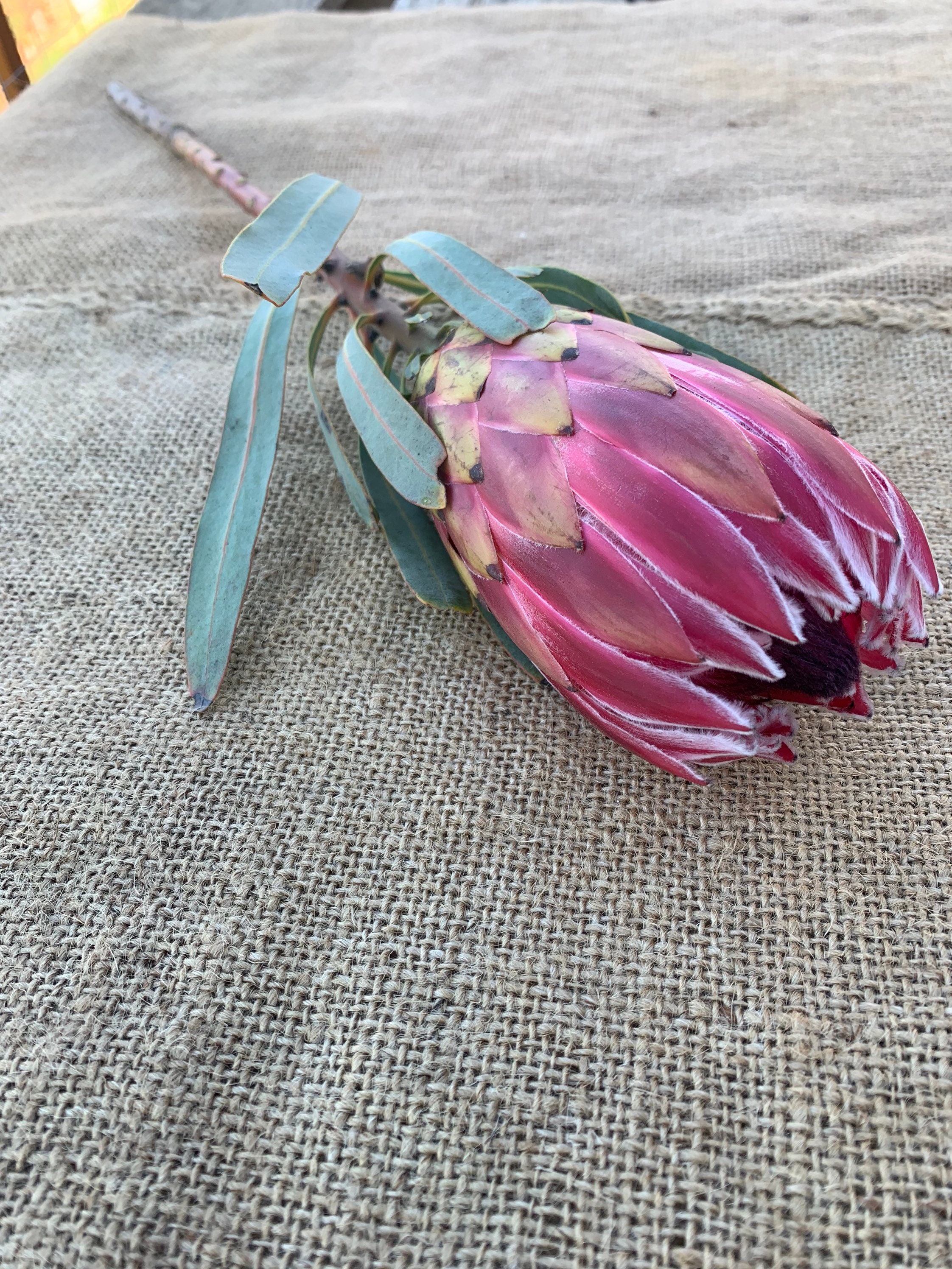 ASSORTED FRESH PROTEA Flower | Etsy