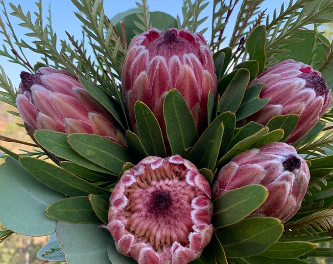 Fresh Pink Ice Protea Stems ,real Pink Protea, Exotic Protea, Wedding ...