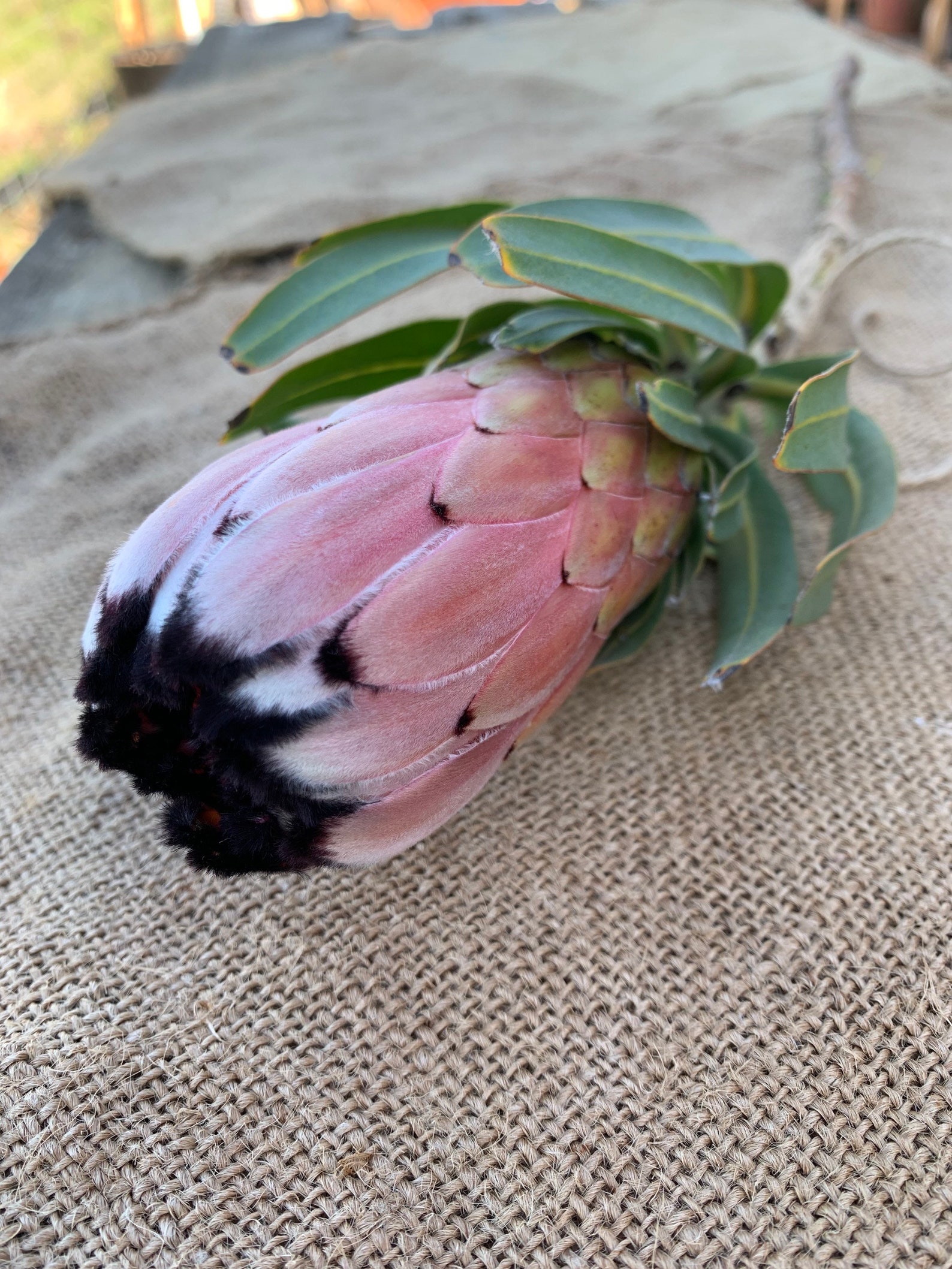 ASSORTED FRESH PROTEA Flower | Etsy