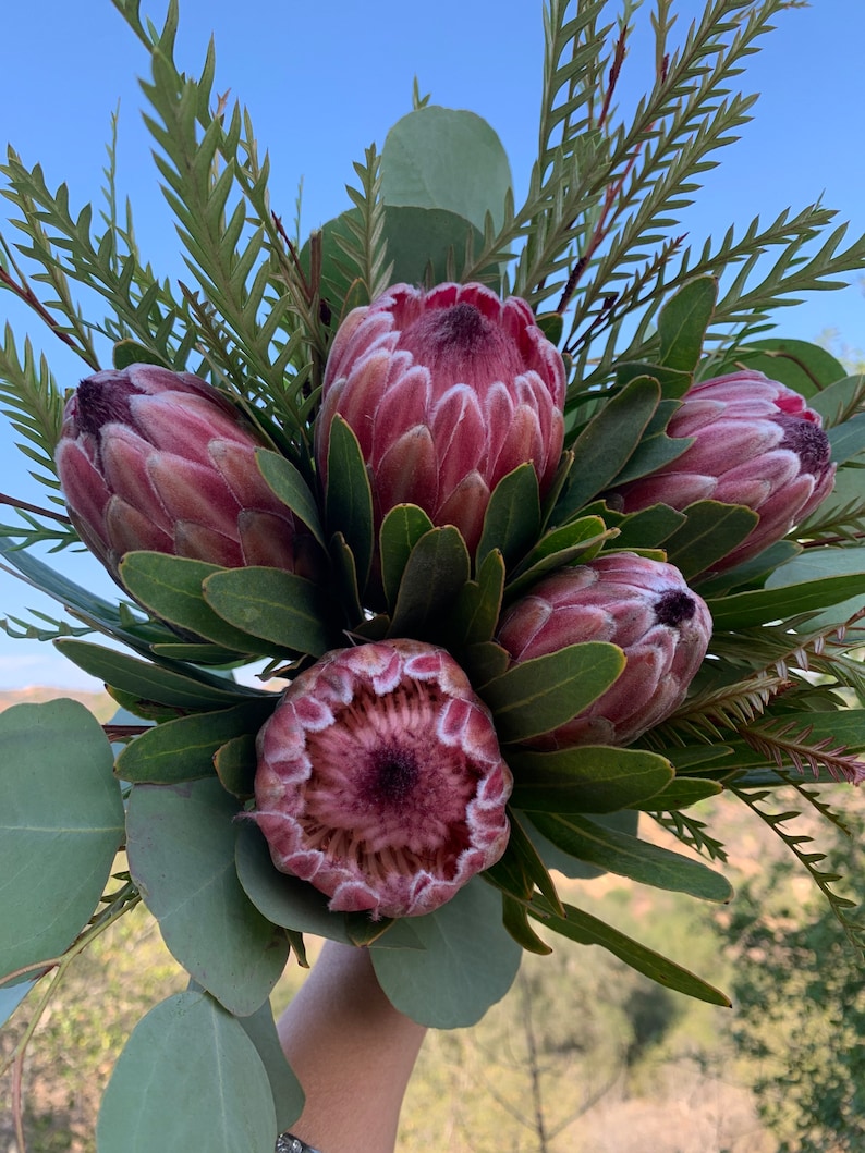 FRESH PICKED Protea Bouquet - Etsy