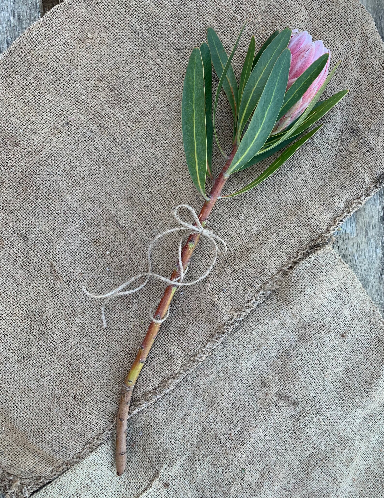 ASSORTED FRESH PROTEA Flower - Etsy