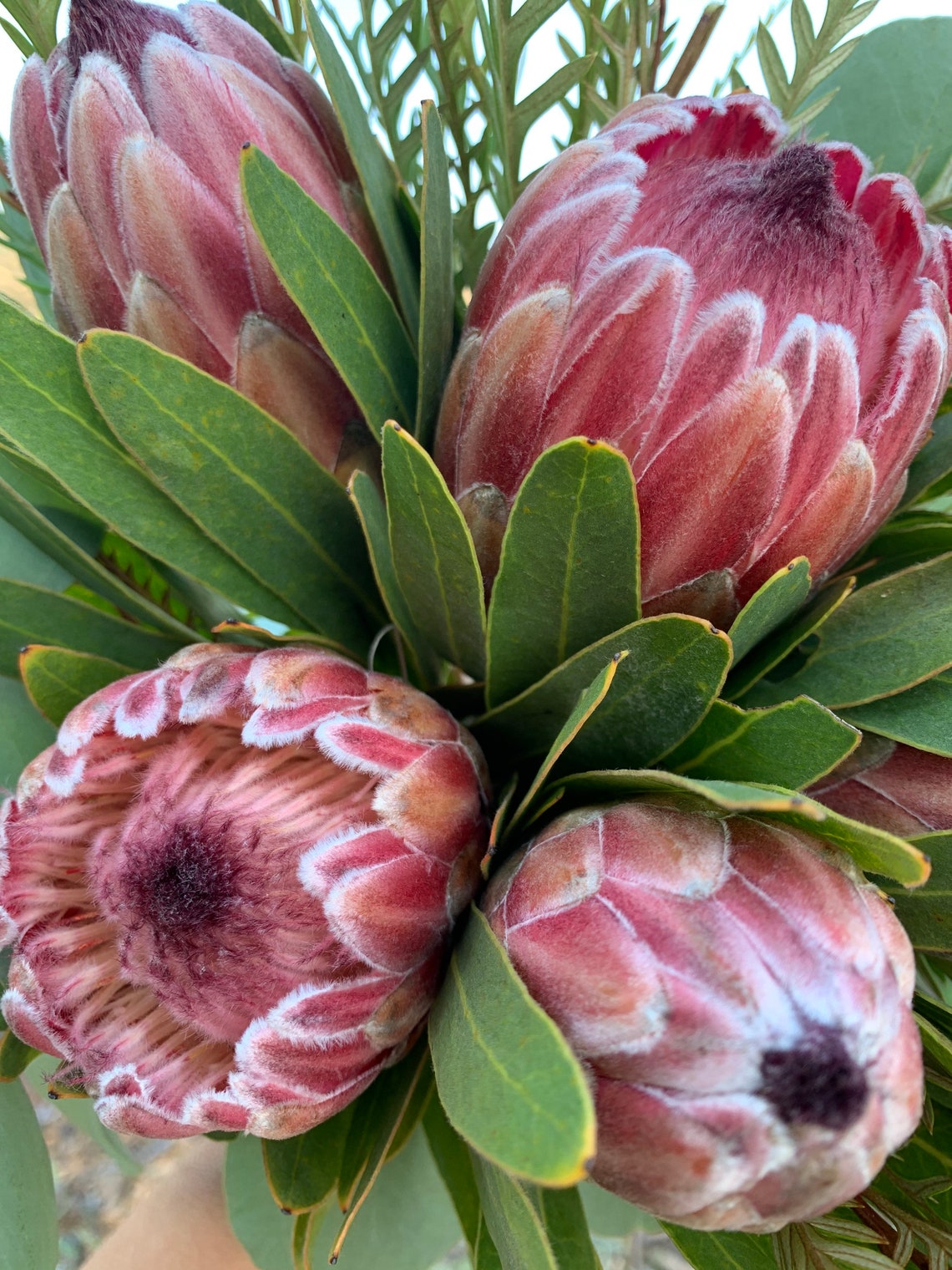 FRESH PICKED Protea Bouquet - Etsy