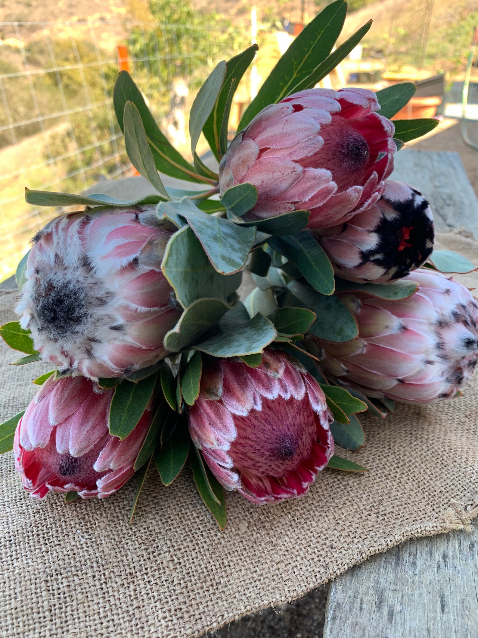 ASSORTED FRESH PROTEA Flower | Etsy