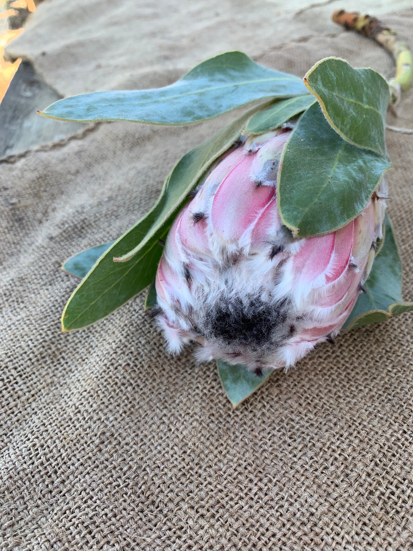 ASSORTED FRESH PROTEA Flower | Etsy