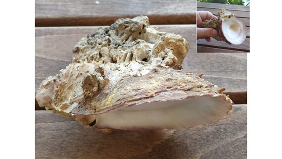 Large Fossilized Oyster Shell Sea Fossil From Greece Good - Etsy