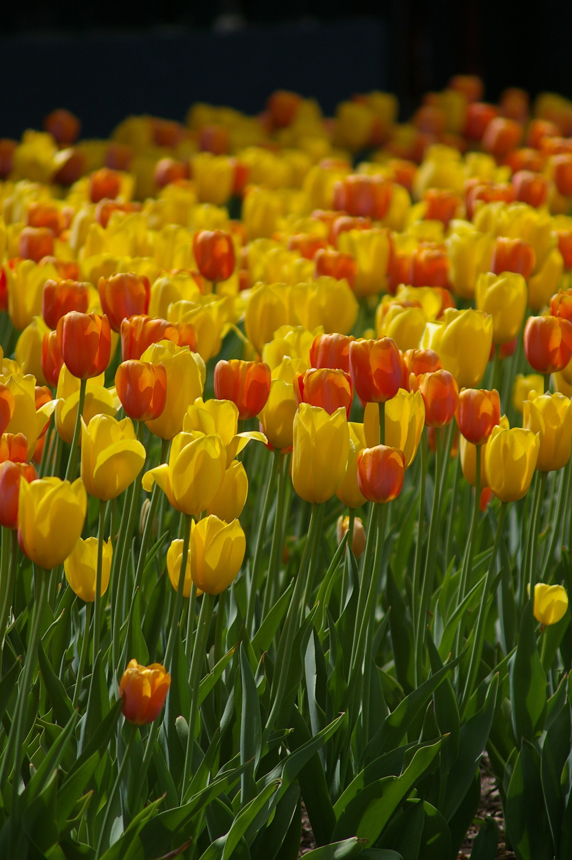 One Flower In A Field