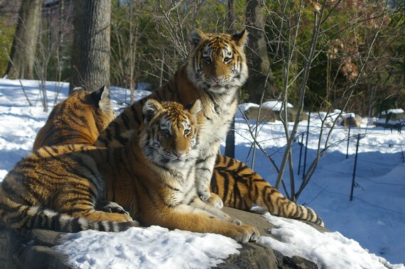 Tiger Family in Snow Downloadable Photo | Etsy