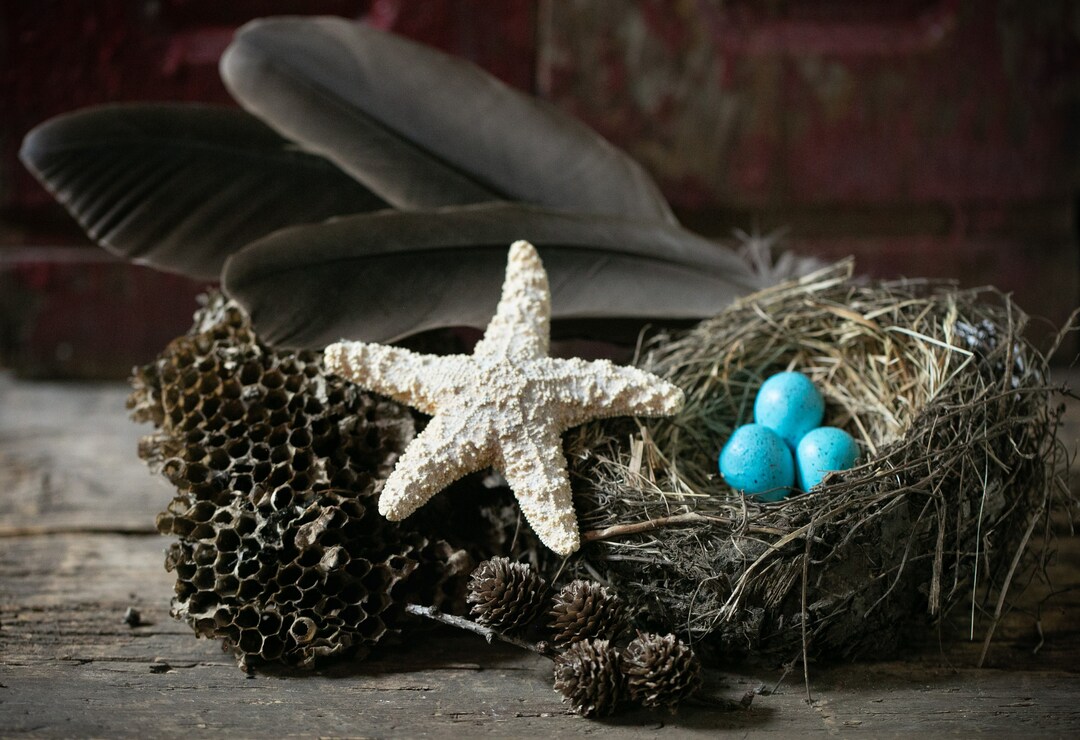 Natural Found Objects Collection - Etsy