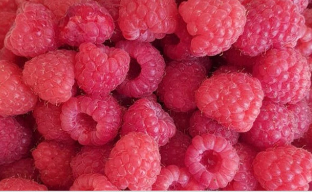 Freeze Dried Organic Raspberries, Healthy Snacks, Plant Based, Vegan ...