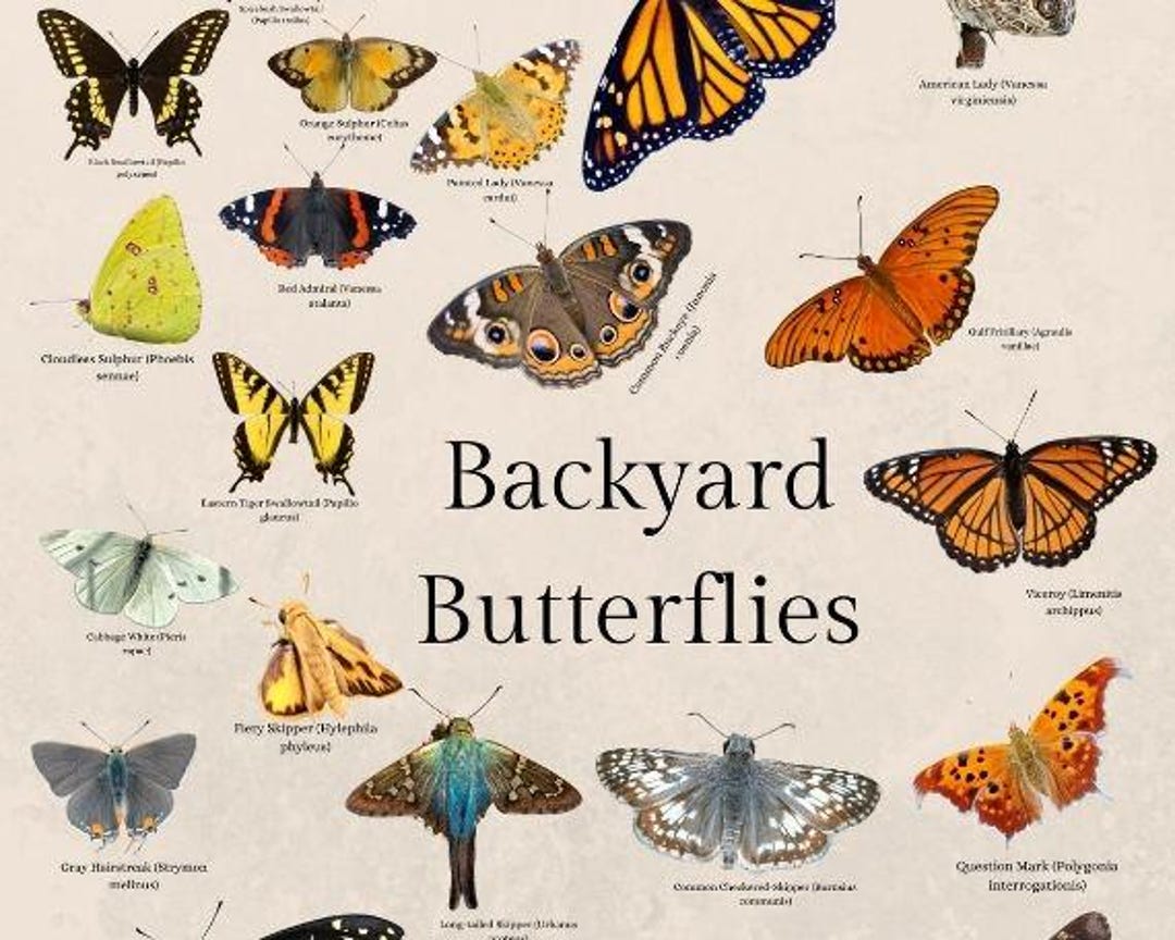 Backyard Butterflies Poster 8X10 – Colorful Butterfly Identification ...
