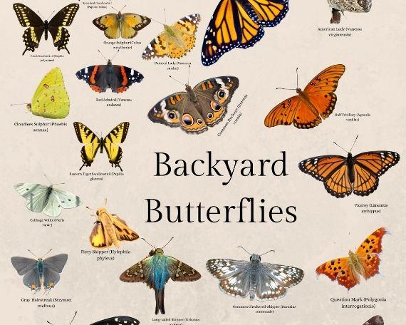 Backyard Butterflies Poster 8X10 – Colorful Butterfly Identification ...