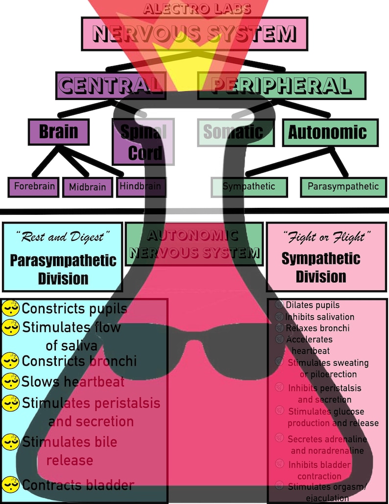 Nervous System Notes Reference Chart + BONUS QUIZ Bundle for Students ...