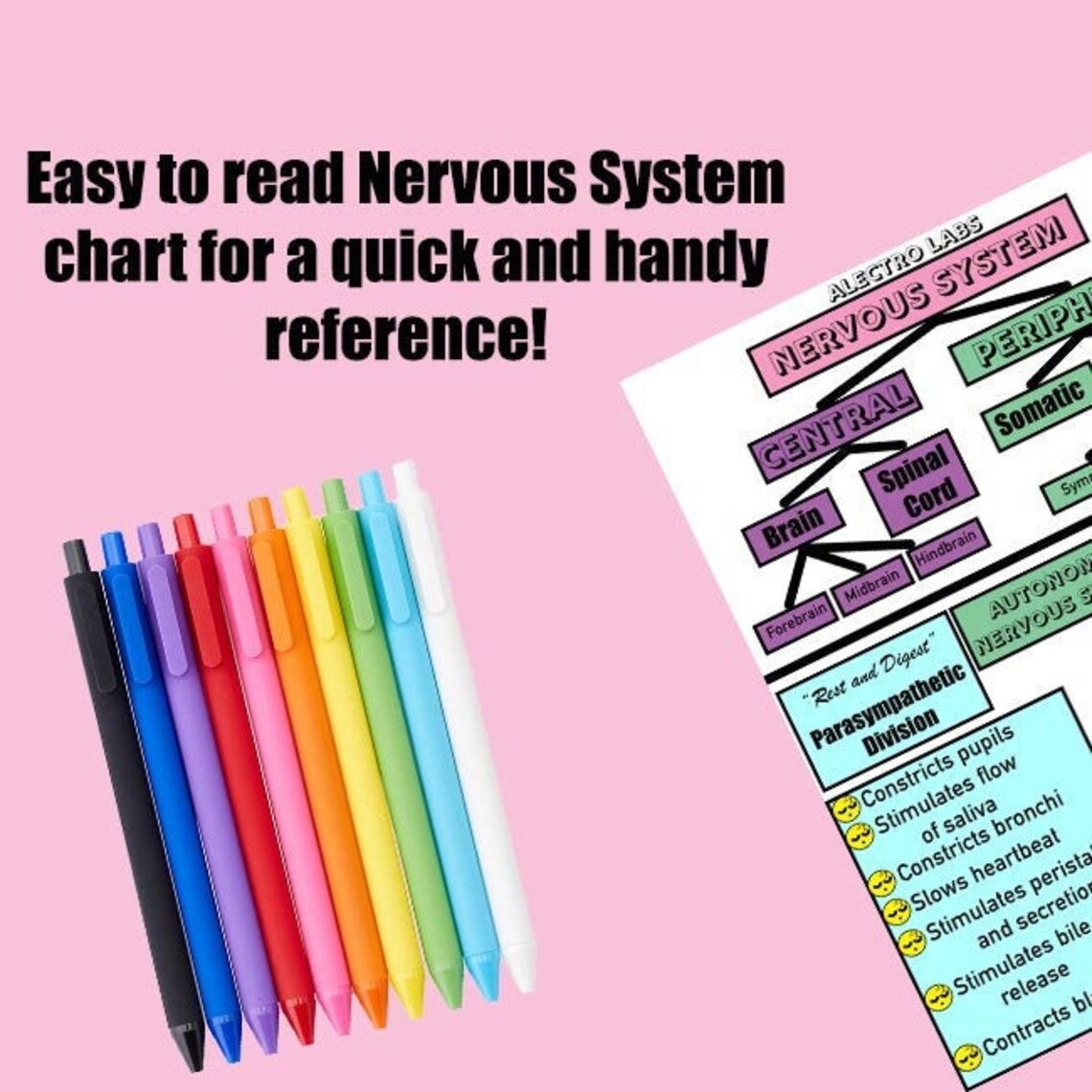 Nervous System Notes Reference Chart + BONUS QUIZ Bundle for Students ...