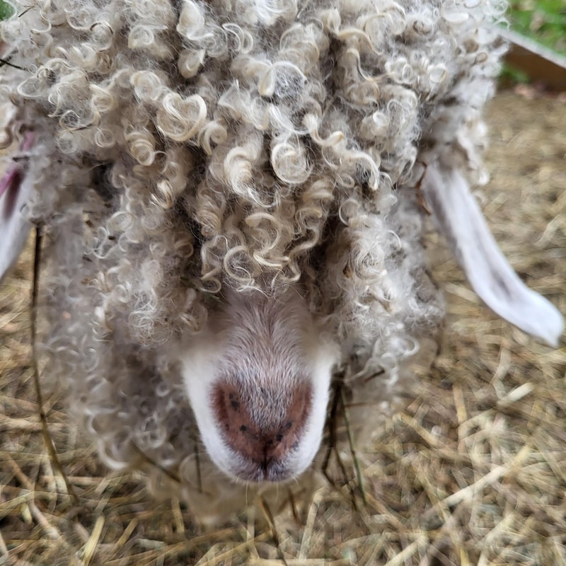 Angora Fiber - Etsy