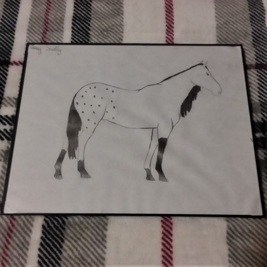 Appaloosa Drawing - Etsy