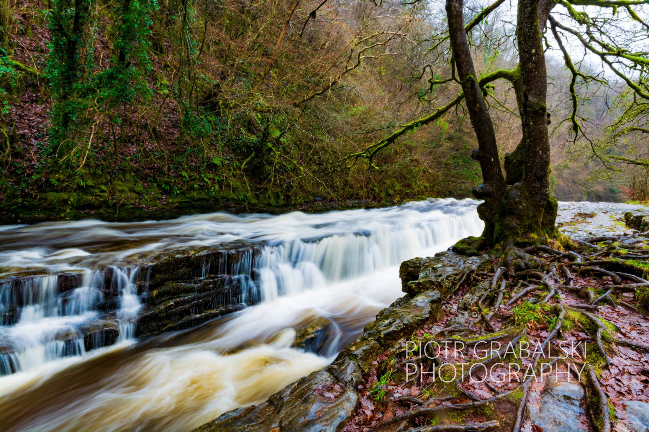 Stream in Welsh forest with cascading water in a long exposure | Etsy