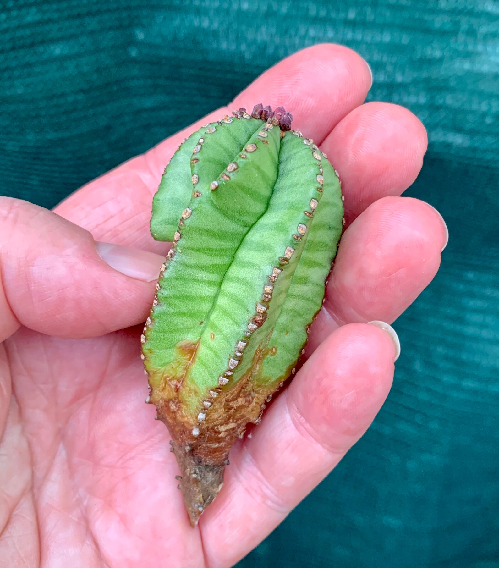 Tanzanian Zipper Plant, Euphorbia Anoplia, Succulent Pup Offset, One ...