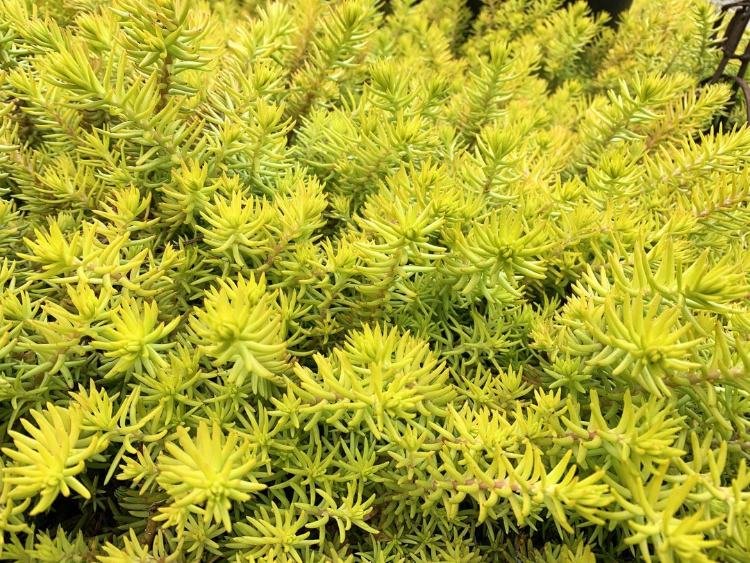 Sedum Rupestre Angelina Evergreen Perennial Ground Cover Succulent ...