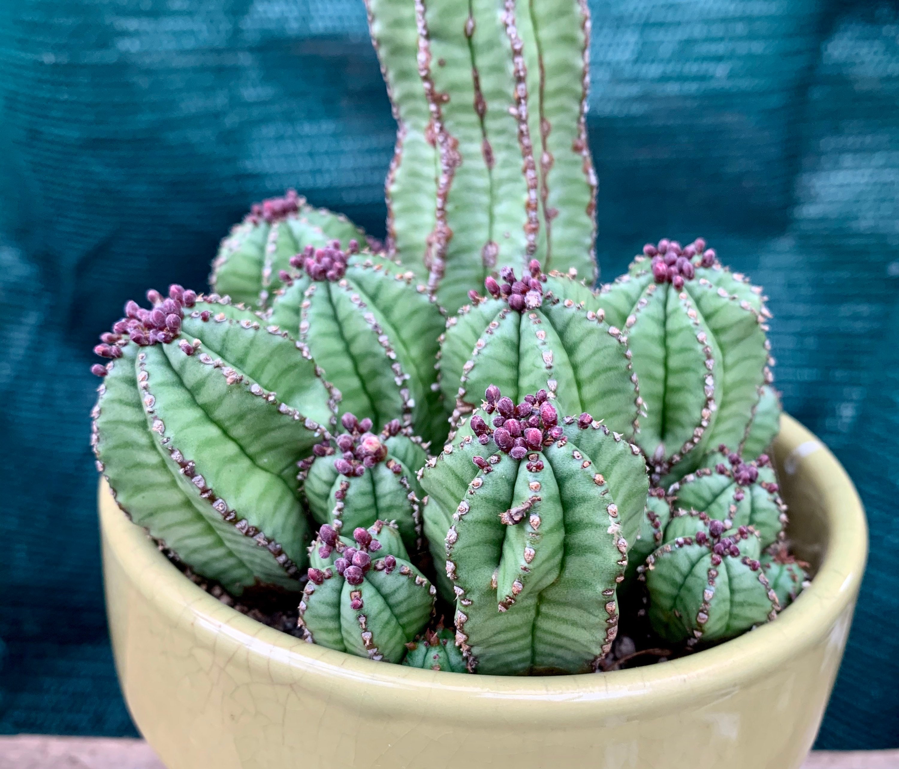 Tanzanian Zipper Plant Euphorbia Anoplia Succulent Pup - Etsy