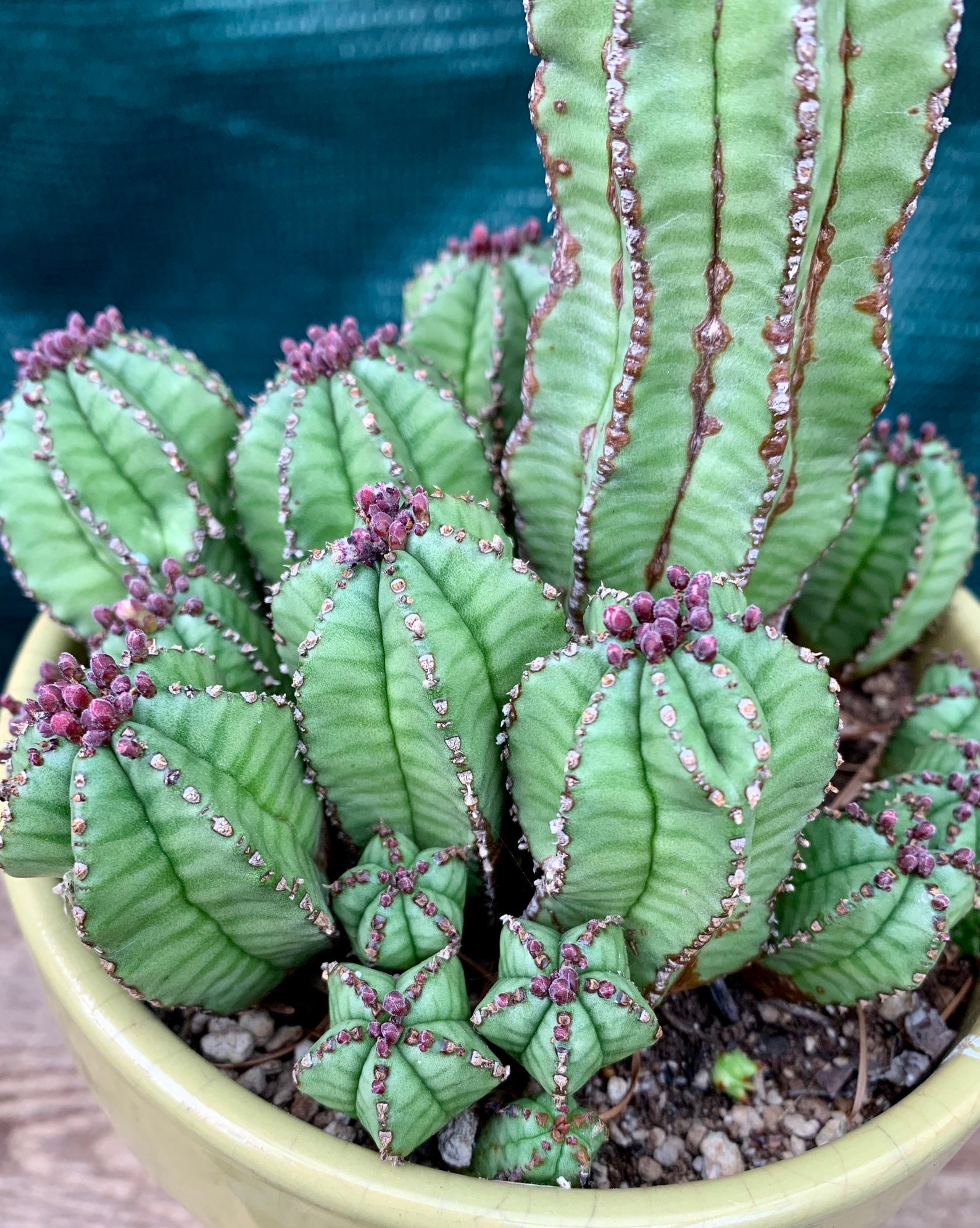 Tanzanian Zipper Plant Euphorbia Anoplia Succulent Pup - Etsy