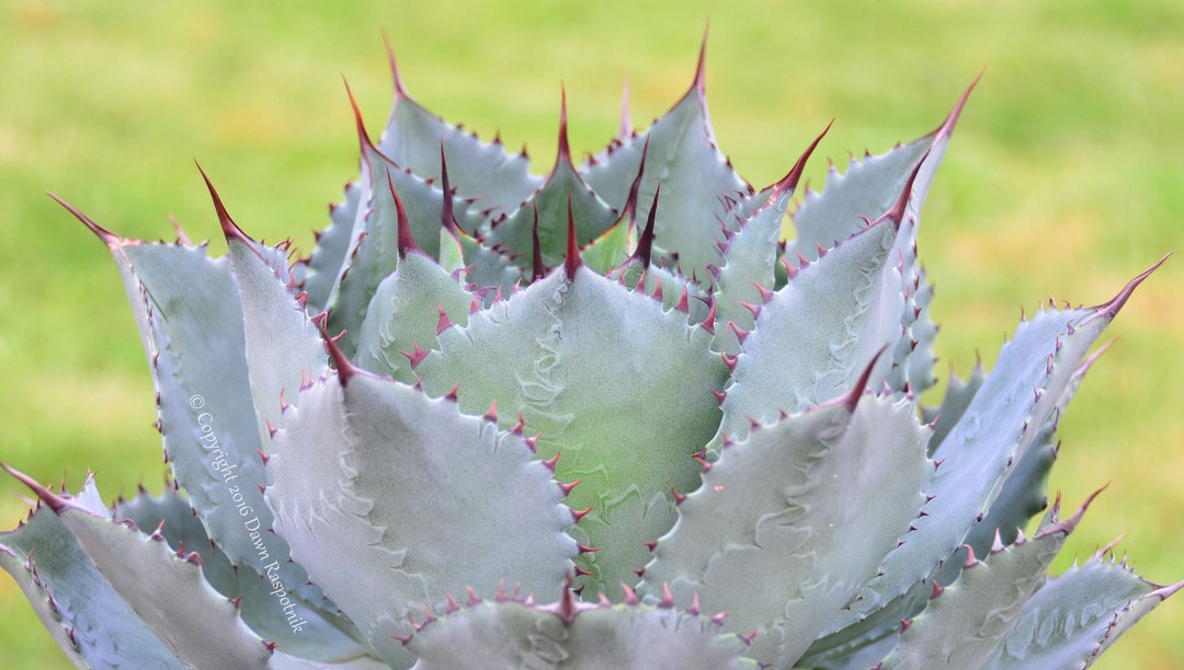 Agave 'confederate Rose' Plant Live Succulent, Starter Plant, Rooted ...