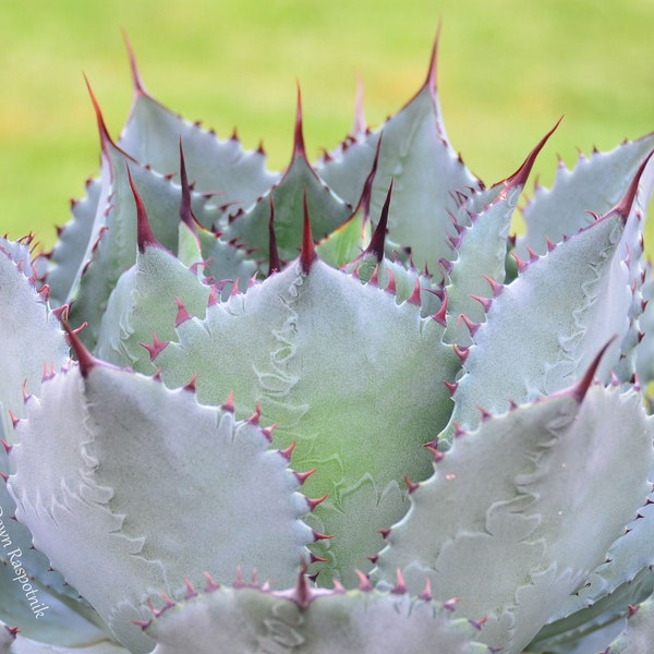 Agave Plant - Etsy