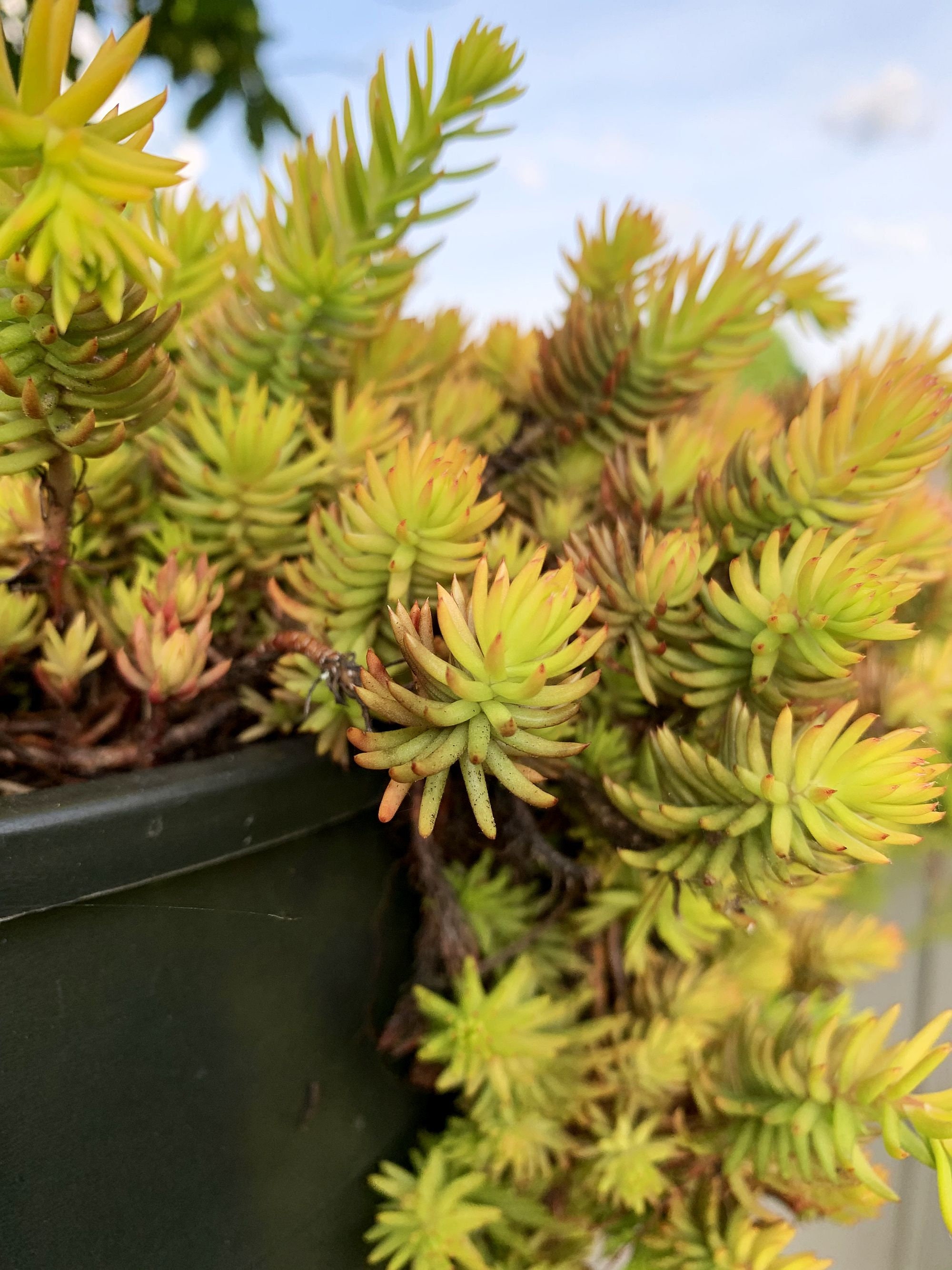 Sedum Rupestre Angelina Evergreen Perennial Ground Cover Succulent ...