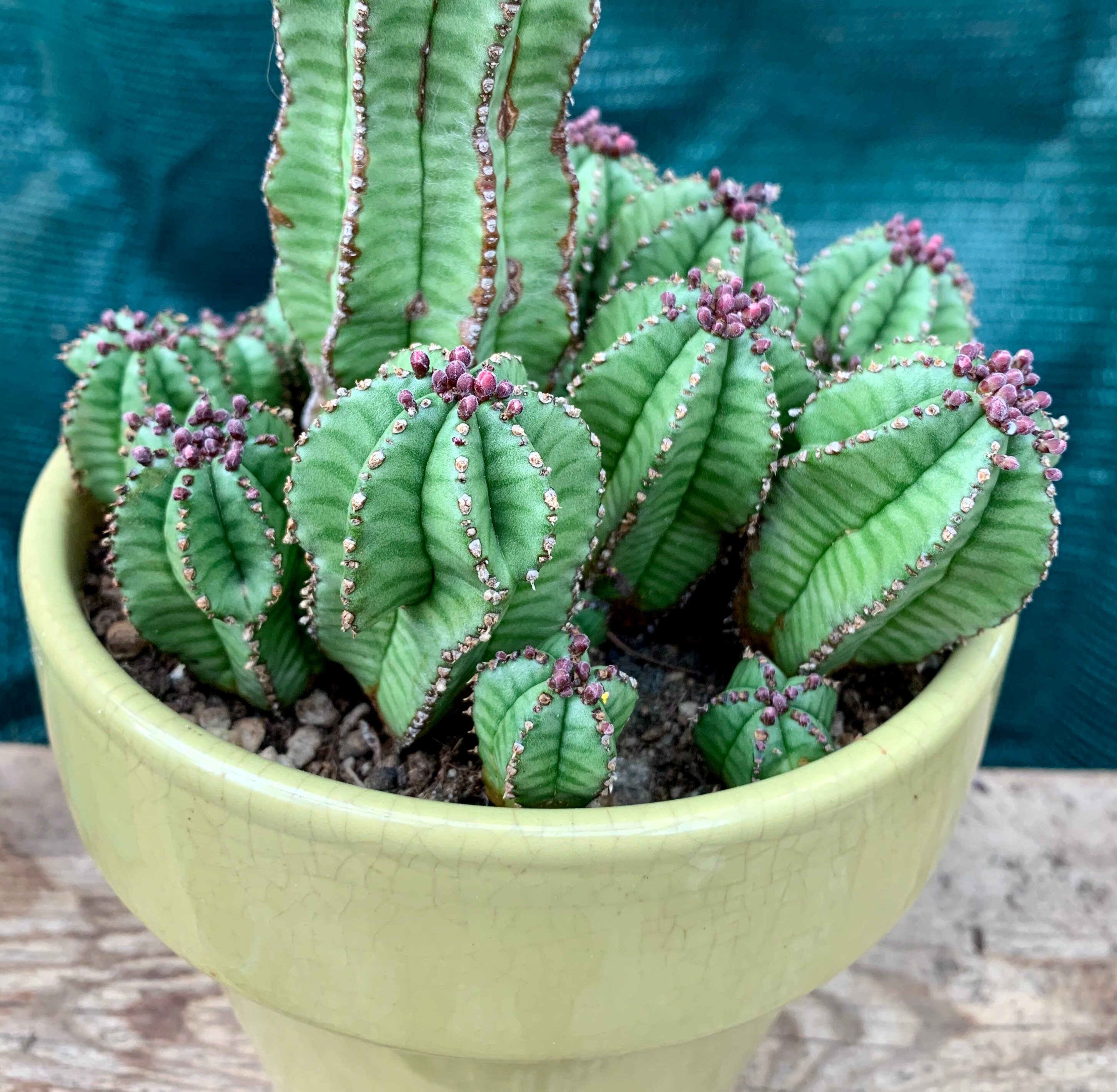 Tanzanian Zipper Plant Euphorbia Anoplia Succulent Pup - Etsy